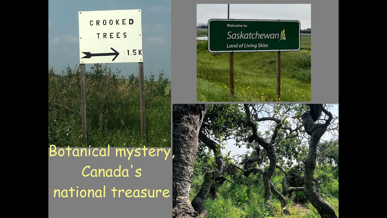 The Crooked Trees in Saskatchewan Canada - YouTube