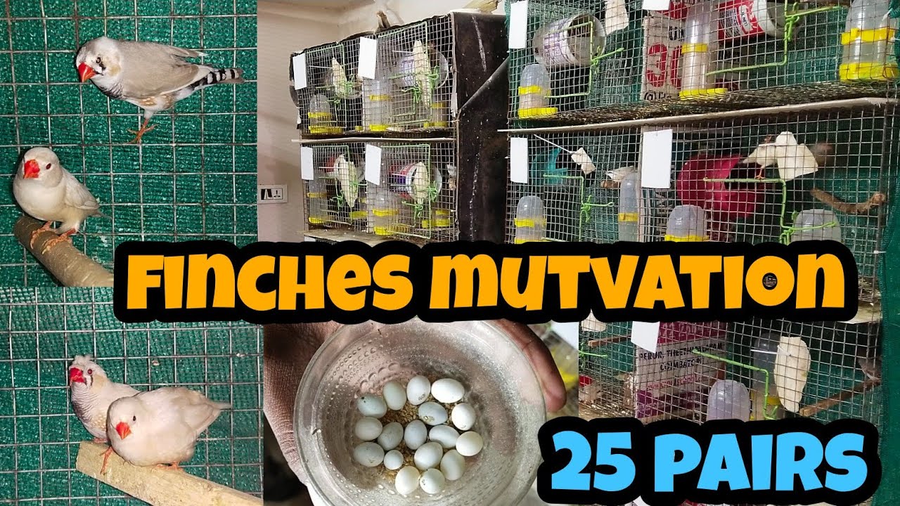 Finches-25 pairs cage setup and breeding food/Florida fancy/crested ...