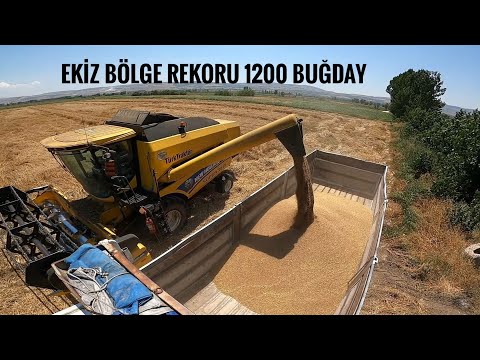 EKİZ (BUĞDAY) BÖLGE REKORU 1200 KG BU REKORU NEYE BORÇLUYUZ