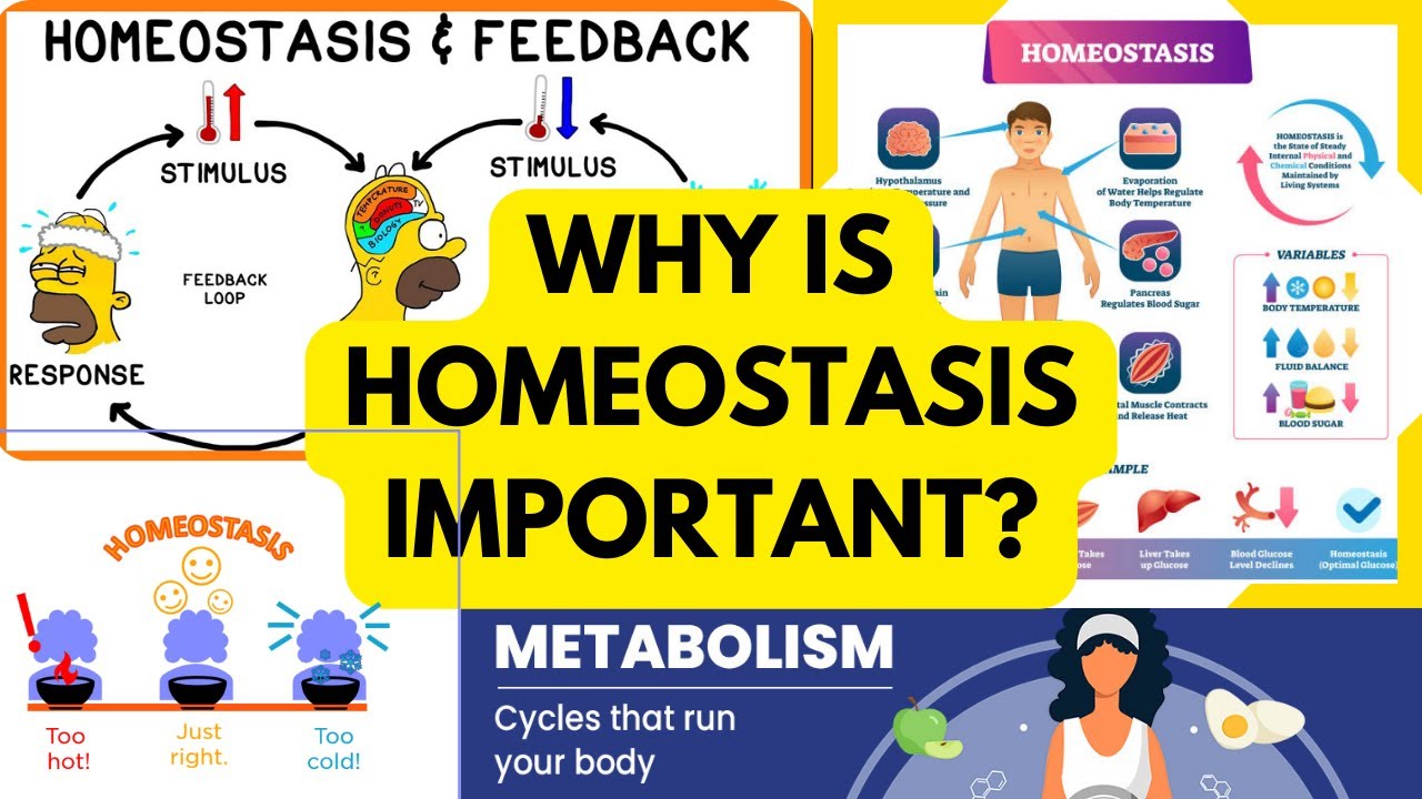 Why is Homeostasis important? | CBD Explained | Vijaya Sanskriti | Part ...