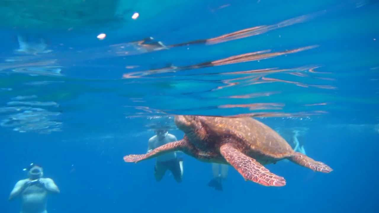 Sea Turtle Coming Up for Air in Maui - YouTube