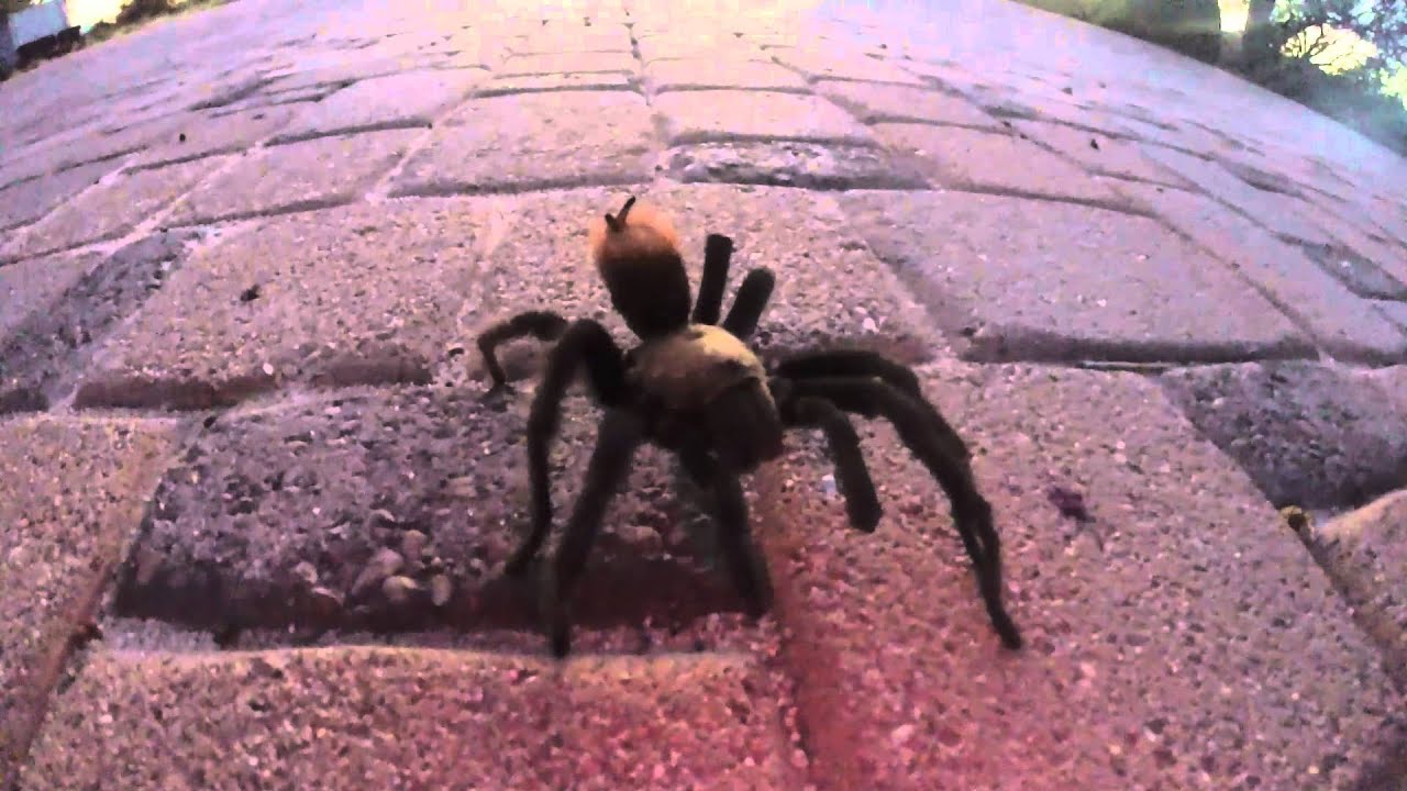 Tarantula jumping around - YouTube