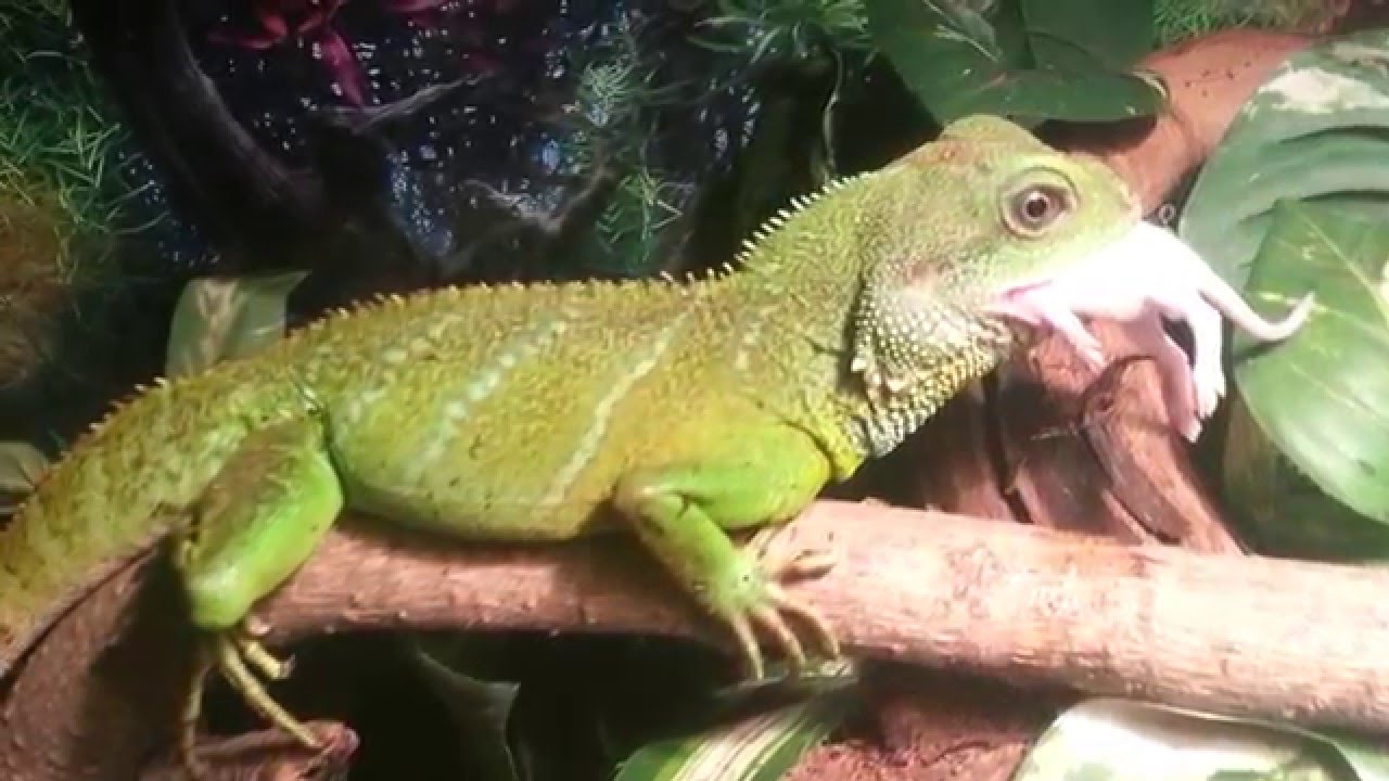 Chinese Water Dragon Eating Mice