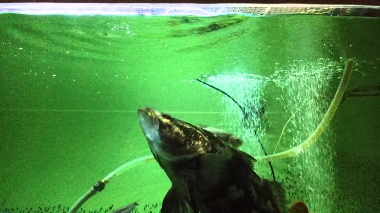 nile perch feeding - YouTube