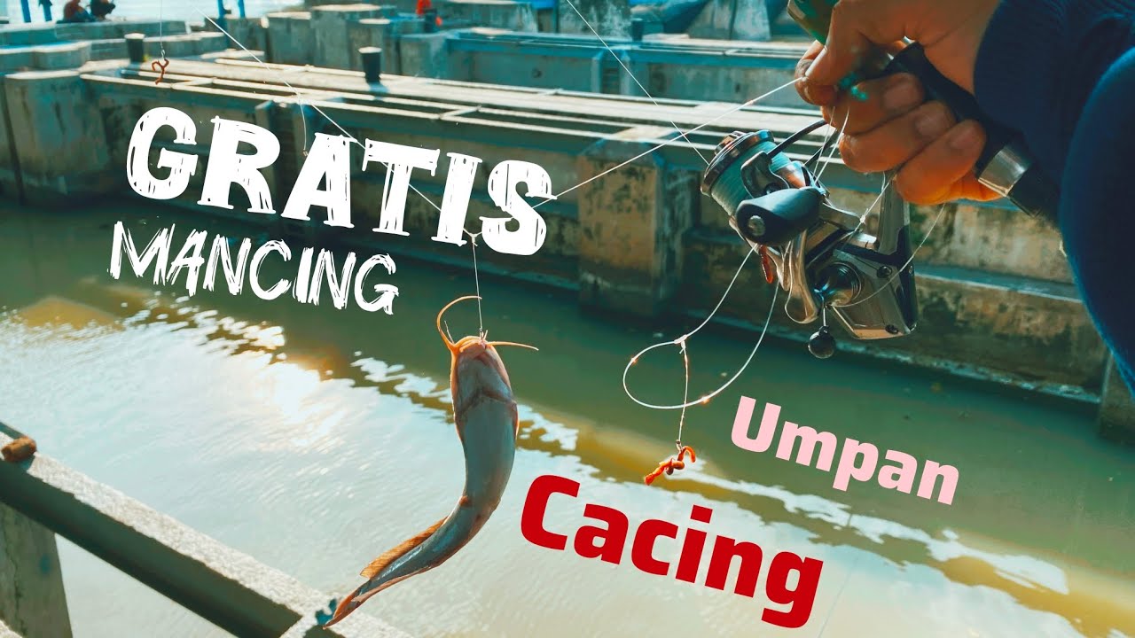 Spot Mancing Liar Tengah Kota yang tak pernah sepi Pemancing karena ...