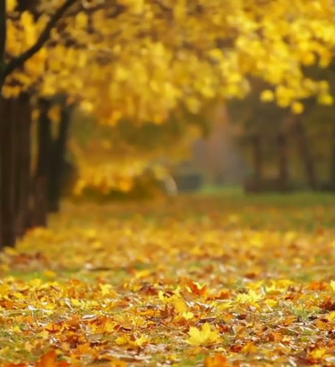 Relaxing Music, Stress Relief Music #shorts - YouTube