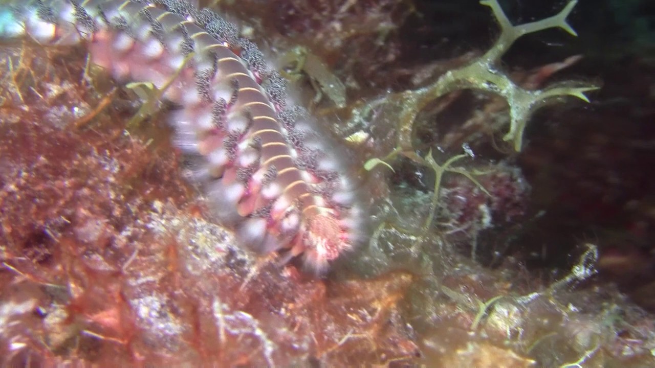 Bearded fireworm - YouTube