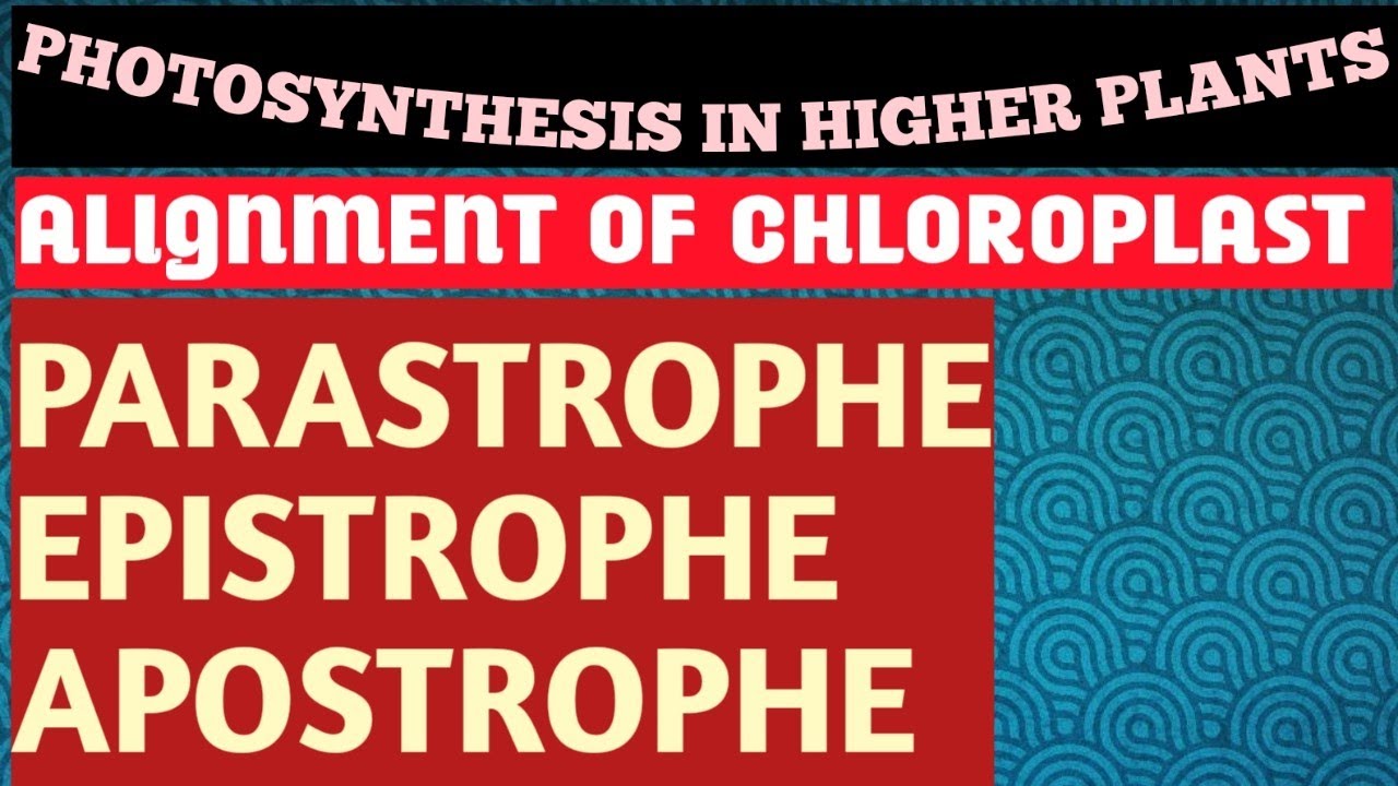 #photosynthesis - Alignment of Chloroplast/#parastrophe/#epistrophe/# ...