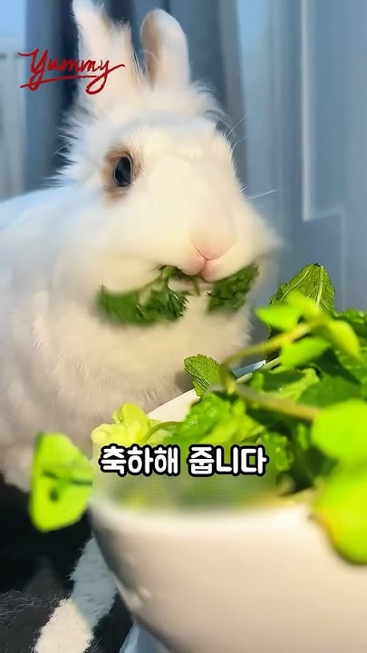 이 남자는 작은 토끼와 유대감을 형성하는 법을 배웁니다 Youtube