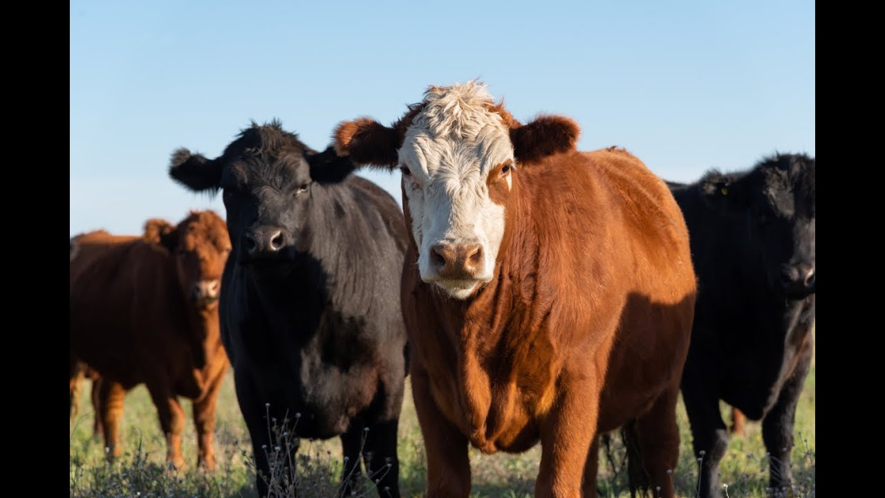 Webinar Recording: CattleFax Market Update March 2025 | Farm Credit Mid ...