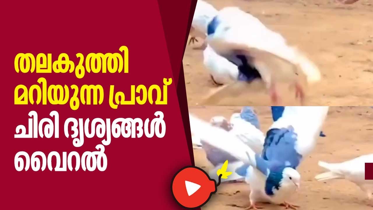 തലകുത്തി മറിയുന്ന പ്രാവ്, ചിരി ദൃശ്യങ്ങൾ വൈറൽ | Bird doing backflips ...