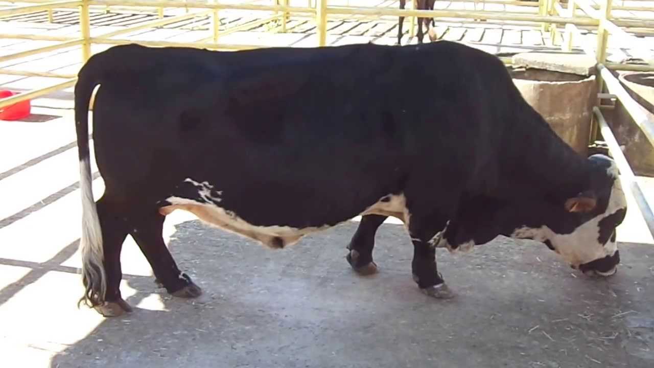 HD - Mini Boi - YouTube