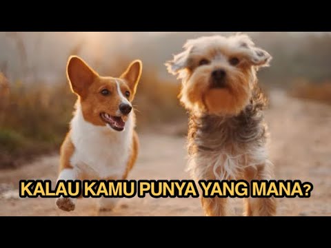 15 DAFTAR JENIS ANJING RAS YANG BISA DI PELIHARA DIRUMAH - YouTube