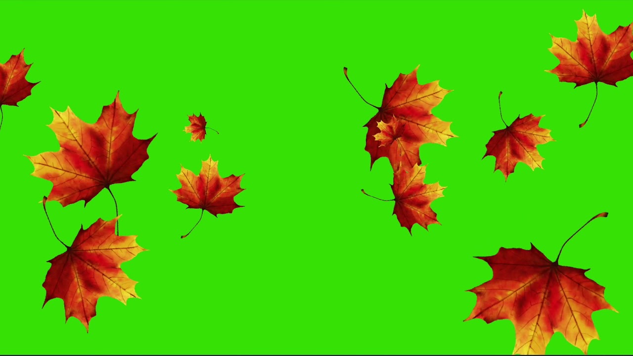 Autumn Leaves Falling Green Screen Effect - YouTube