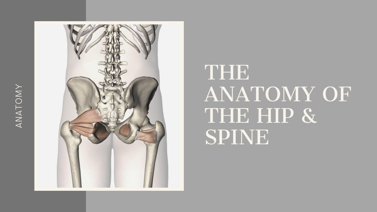 Anatomy of The Hip & Spine - YouTube