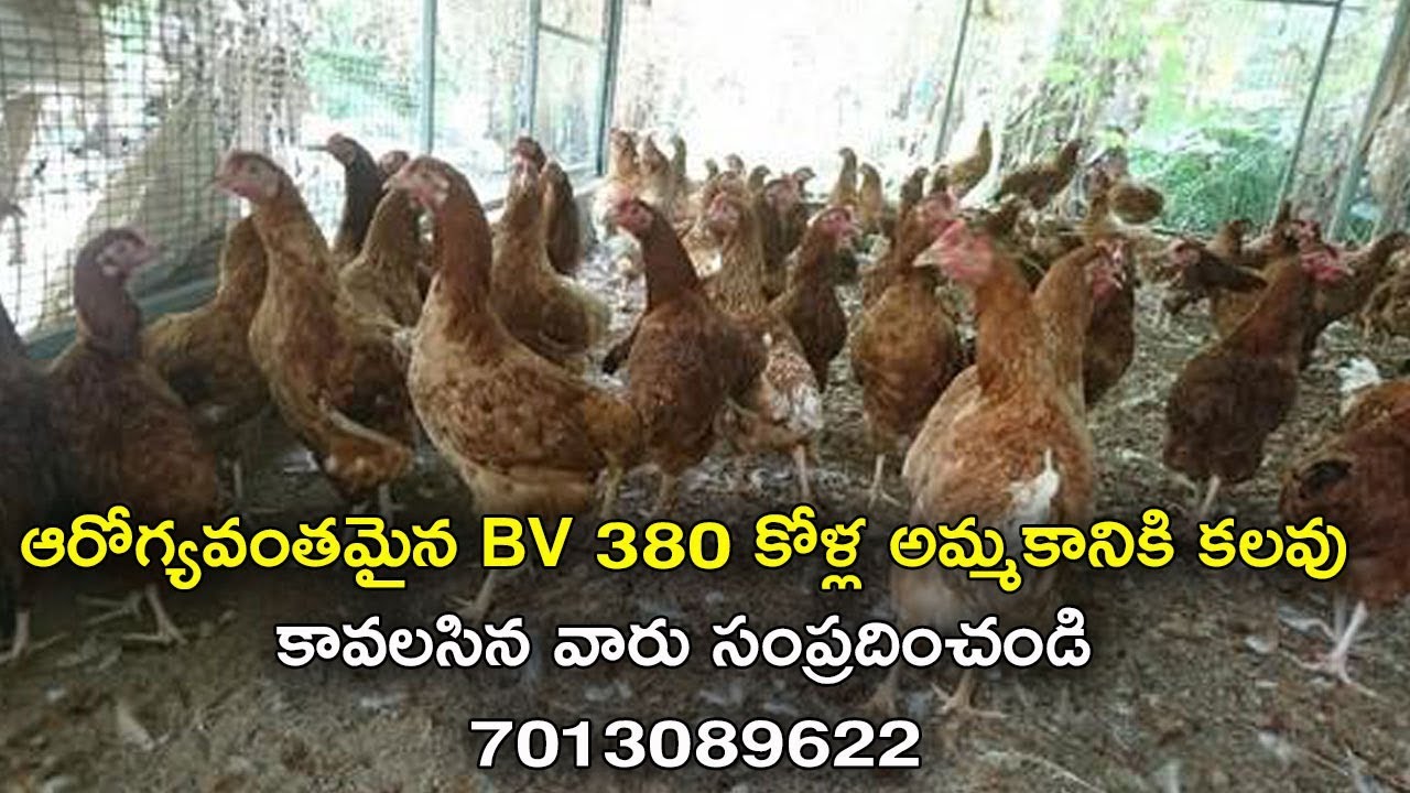 Healthy BV 380 Birds For Sale | MSR Farms - YouTube