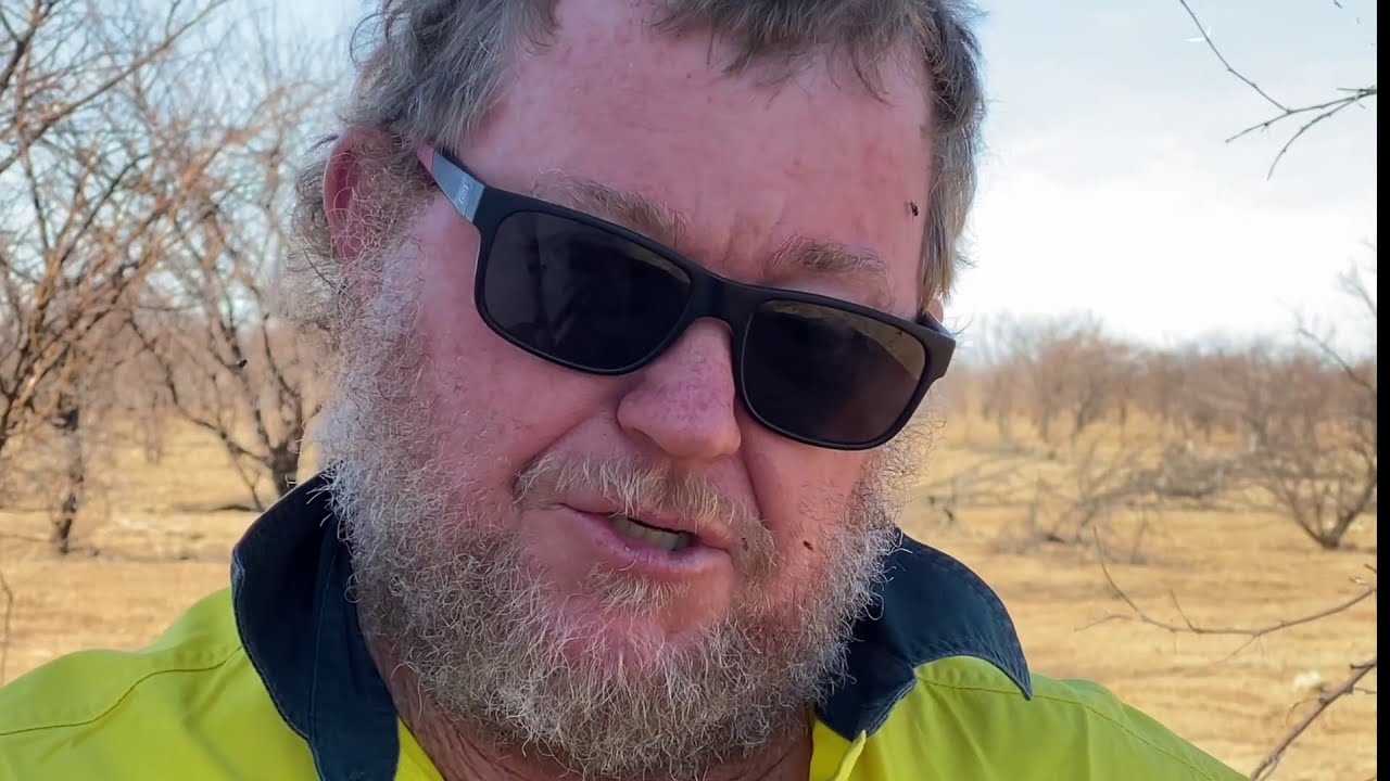 SEEDING MITCHELL GRASS IN DENUDED PASTURES - YouTube