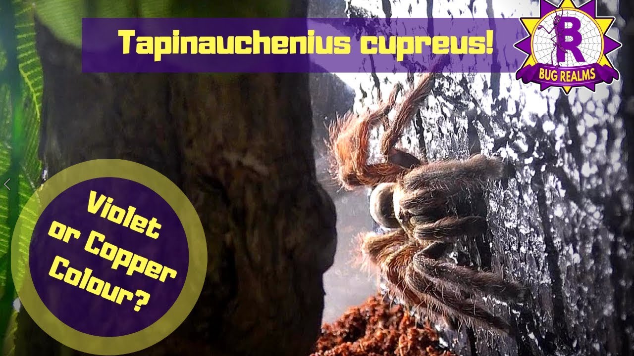 The (not very) VIOLET TREE SPIDER! - Tapinauchenius cupreus - YouTube