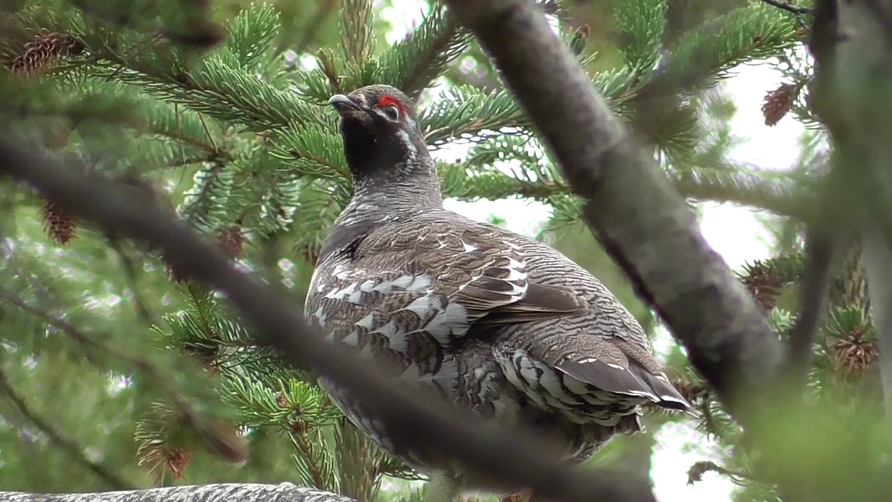 Male "Franklin's" Spruce Grouse in Region 3 of BC 2019 - YouTube