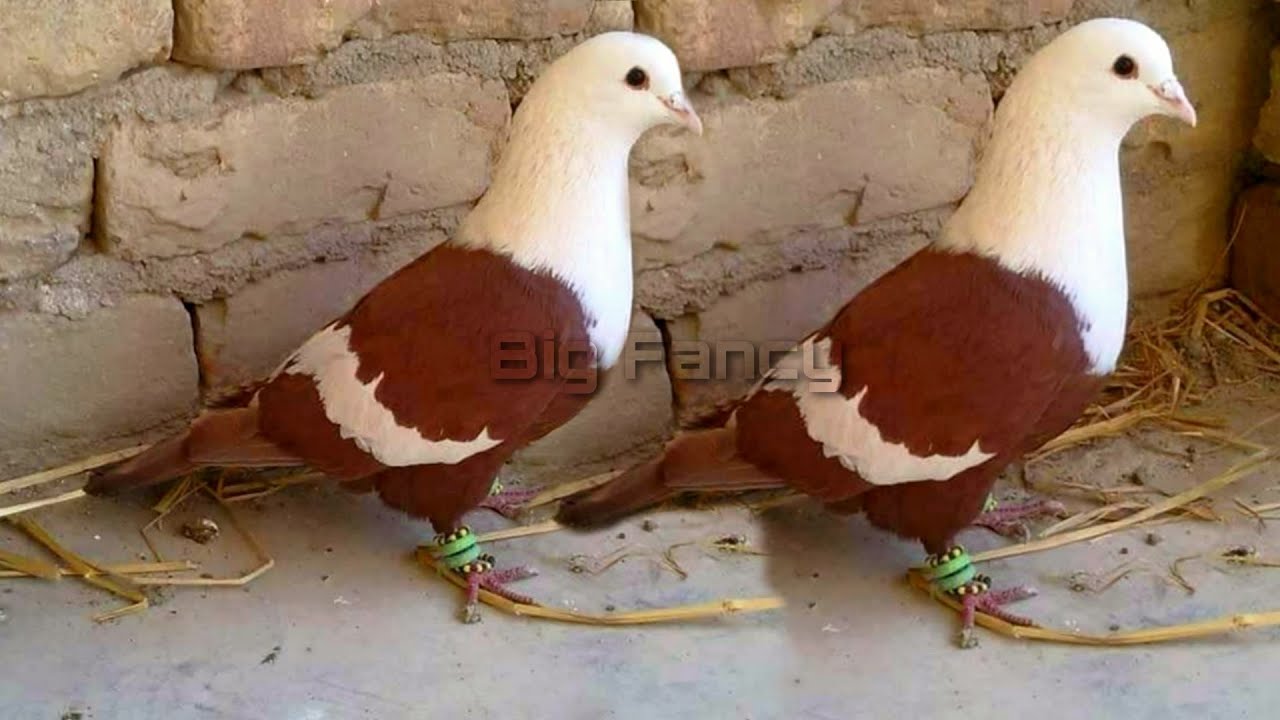 best fancy pigeon breeds | fancy pigeon farm - fancy pigeon breeding ...