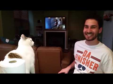 KONUŞAN KEDİLER Kediler Dile Geldi :))