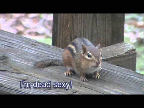 Chirping Chipmunk - YouTube