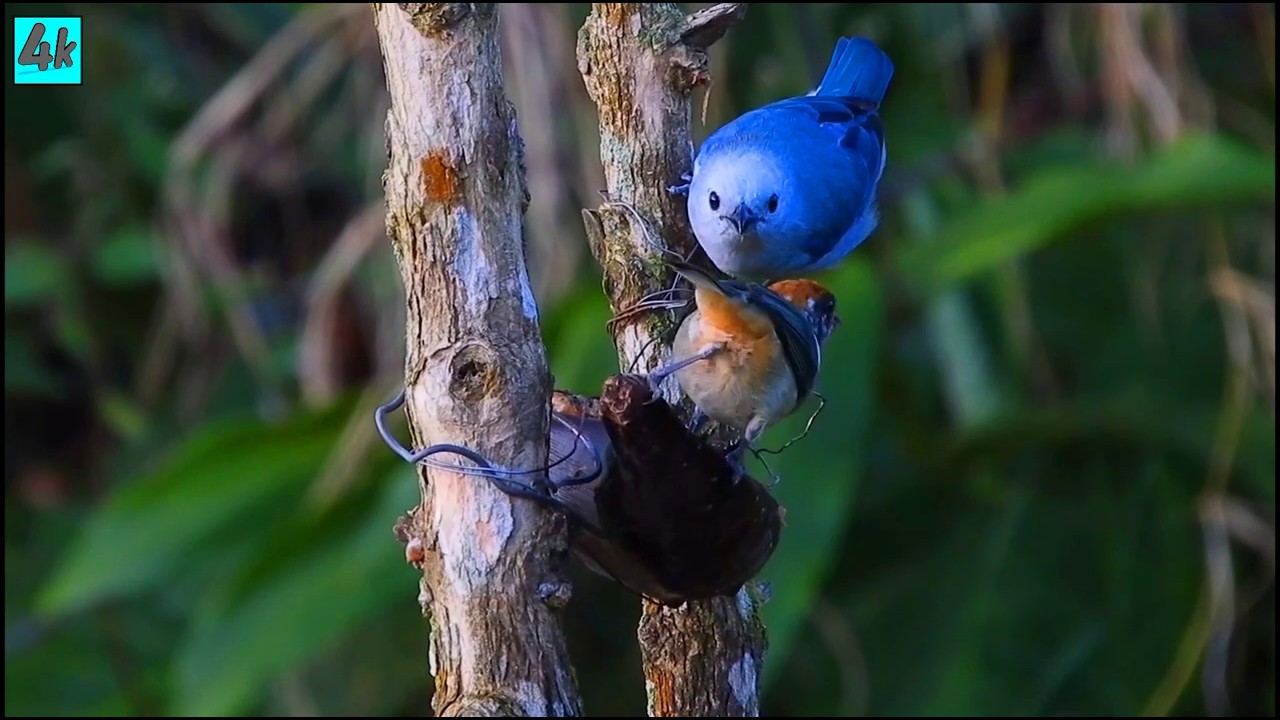 Blue-gray tanager bird ultra HD - YouTube