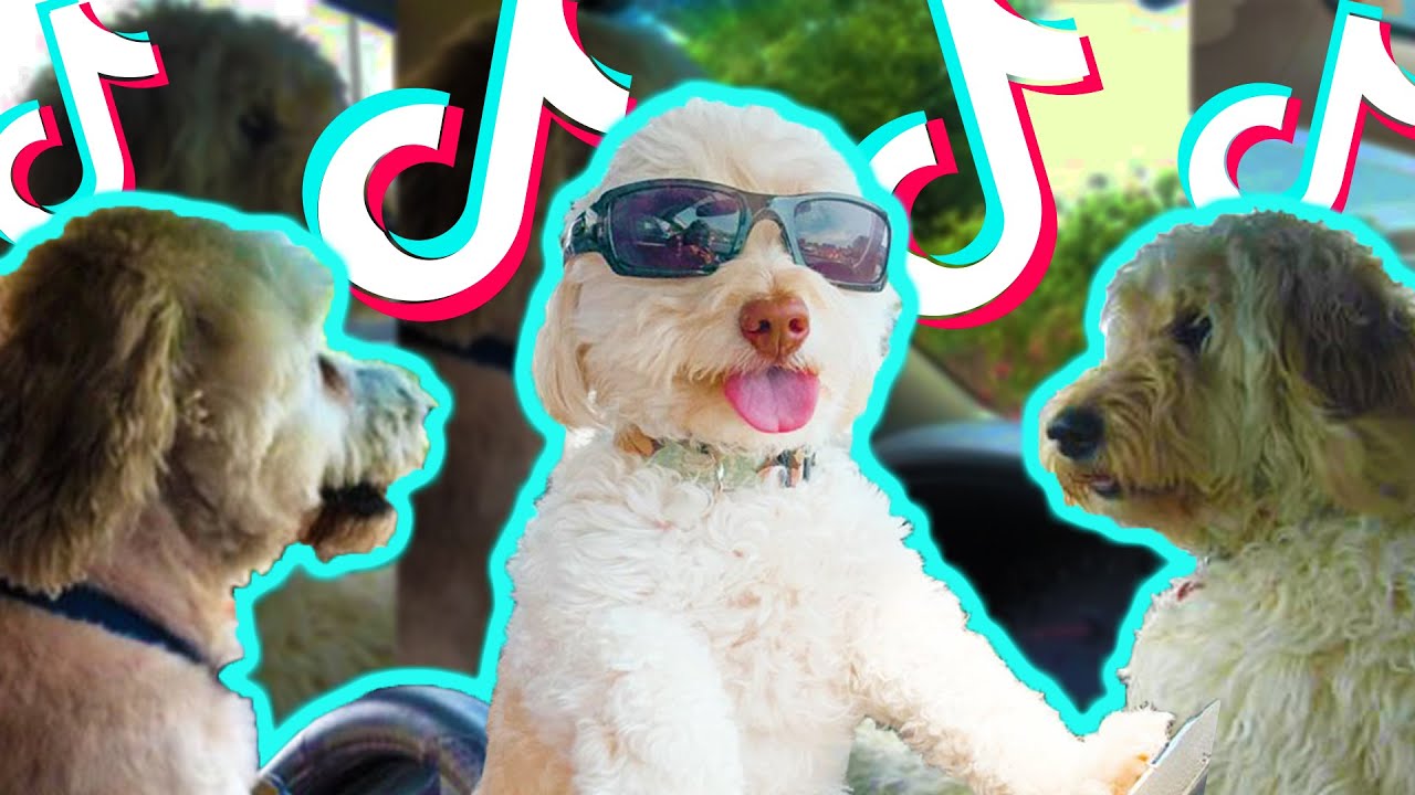 Dog Driving A Car Meme (Funny TikTok Meme) - TikTok Compilation - YouTube