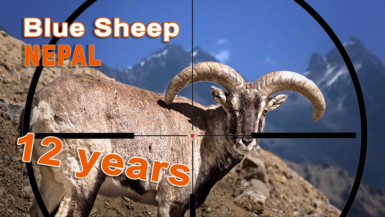 Blue sheep hunting in Népal // Chasse au Bharal au Népal // 2021 - YouTube