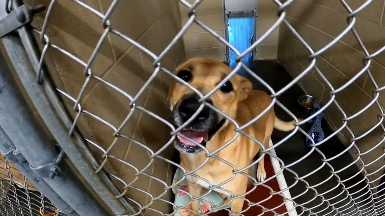 Dog thefts from Henry-Trimble county animal shelter prompts fundraiser ...