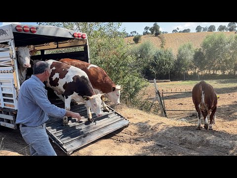 GEBE DÜVE SATIŞLARIMIZ
