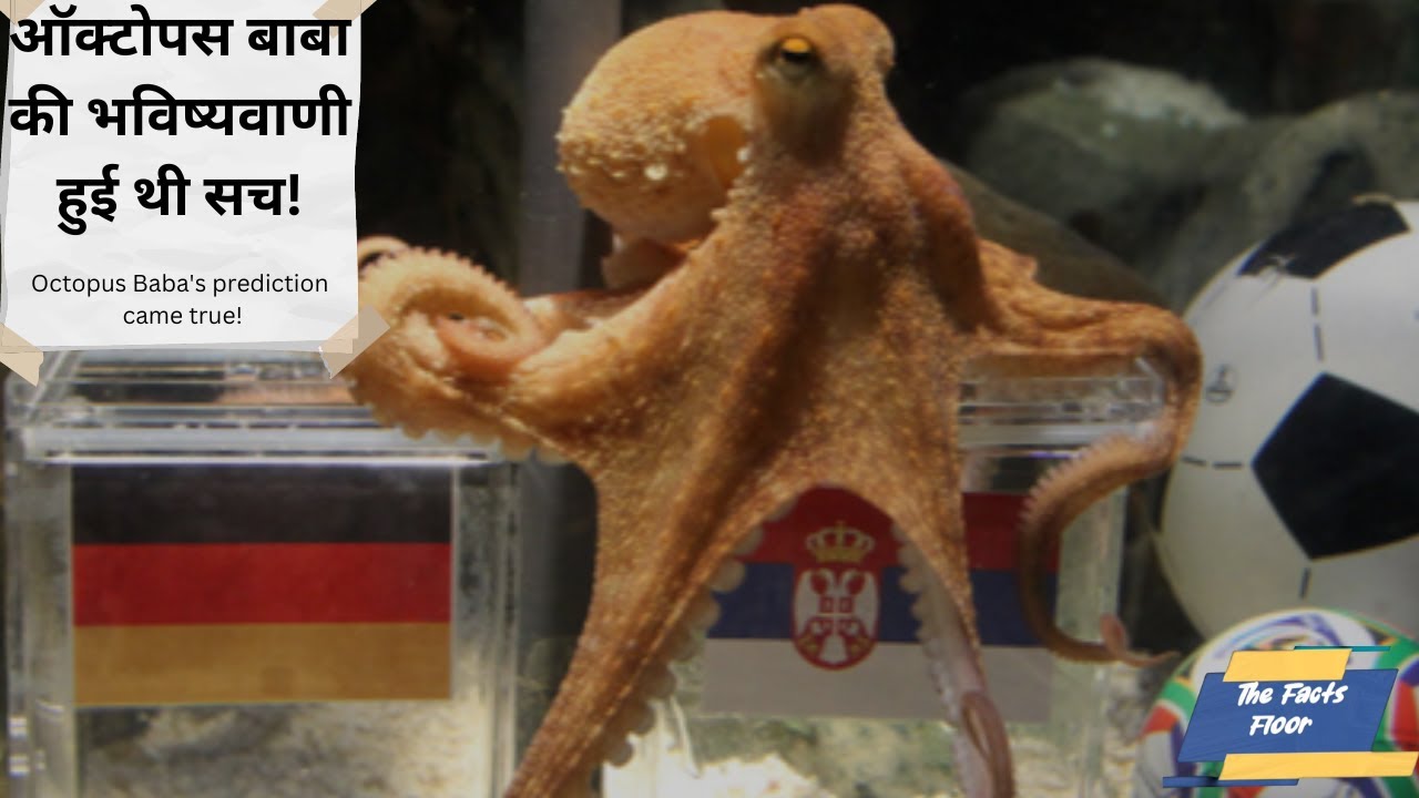 ऑक्टोपस बाबा की भविष्यवाणी हुई थी सच!||Octopus Baba's prediction came ...
