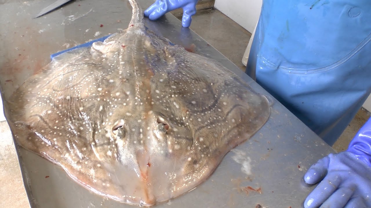 How to wing out a Ray with Mark Lobb from Wild Food Devon Dartmouth U.K ...