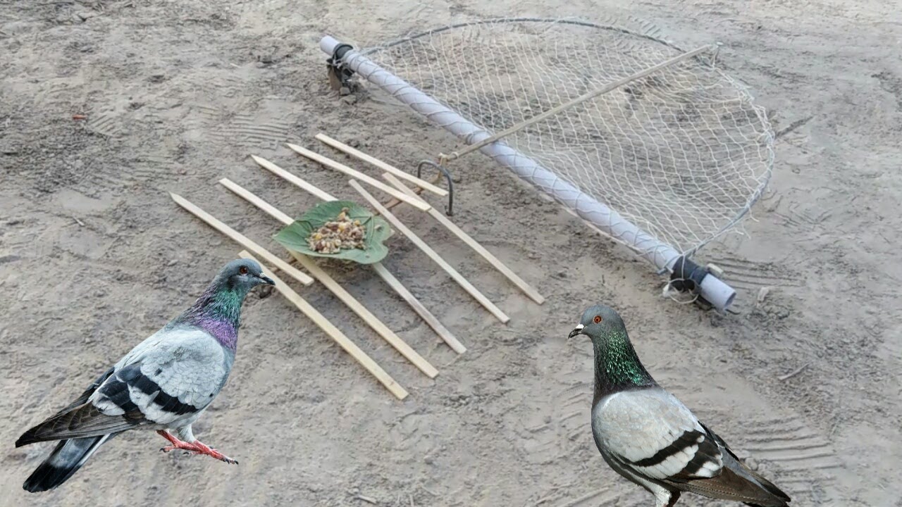 Building Fantastic Bird Trap Using Net That Works 100% - YouTube