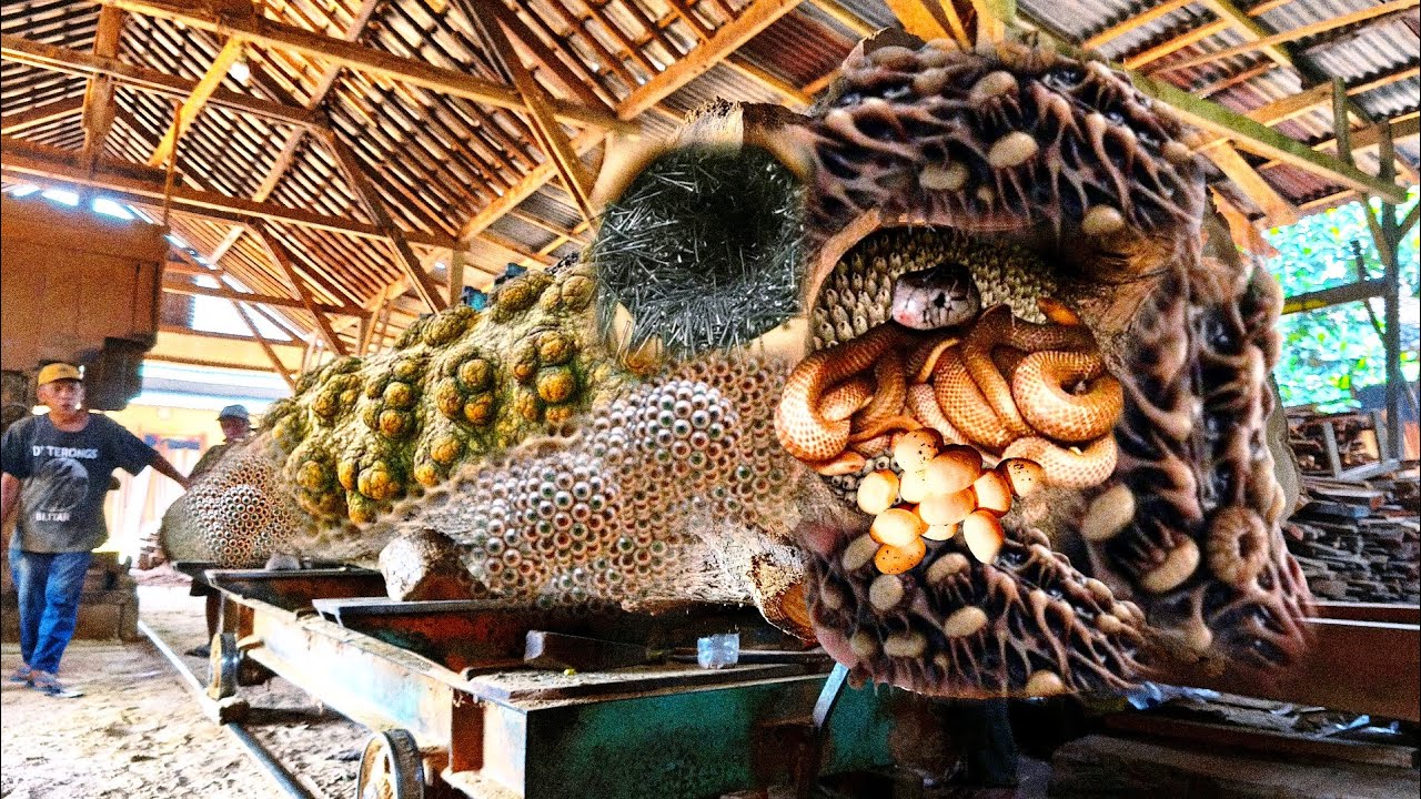 NGERI! diperkirakan kayu jati bolong rasasa jadi sarang ular berbisa ...