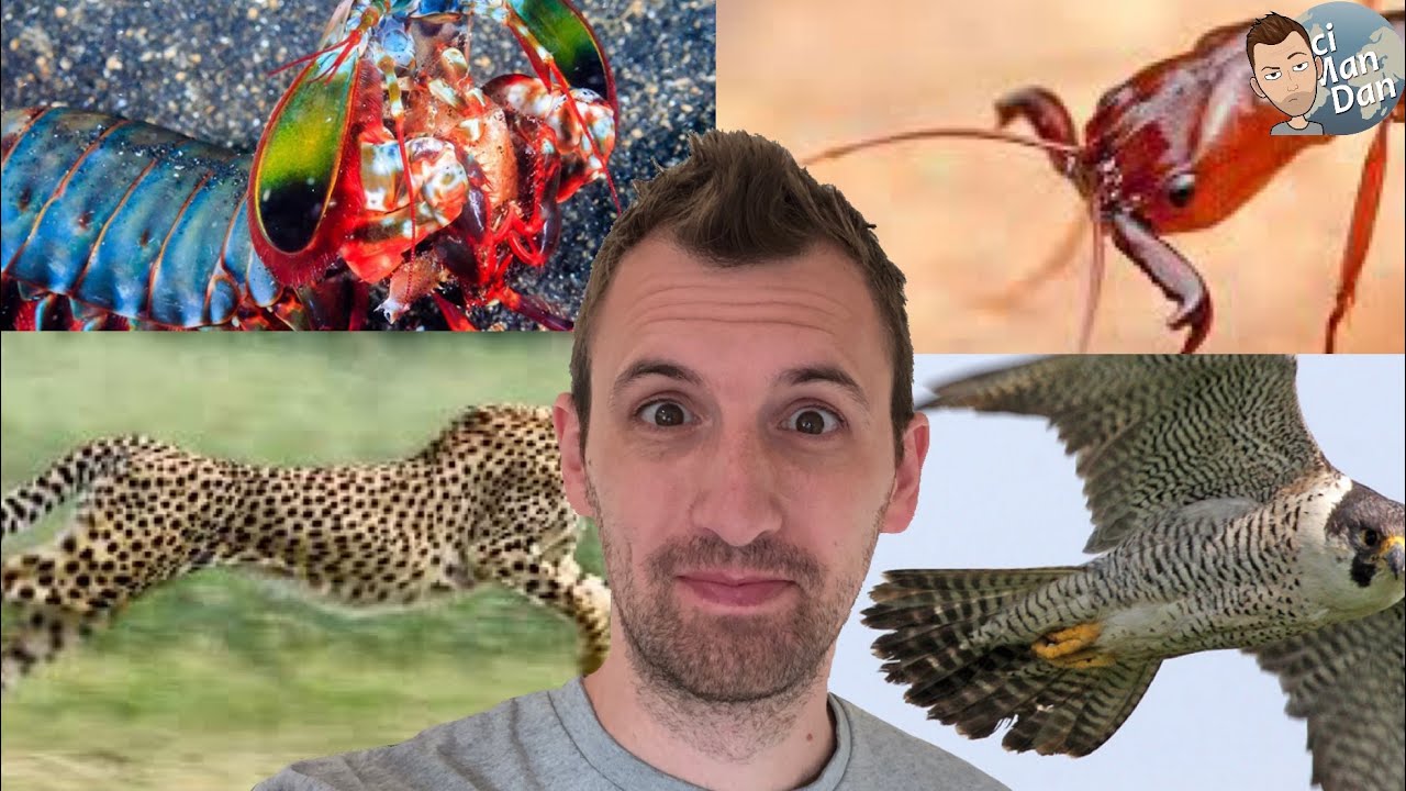 The Top 5 Fastest Animals on Earth! - YouTube