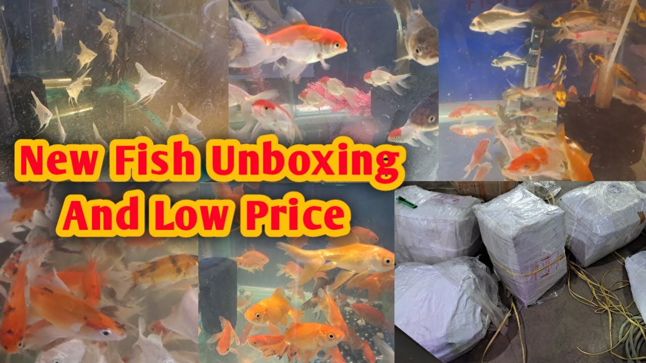 Unboxing the RAREST Fish Ever - YouTube