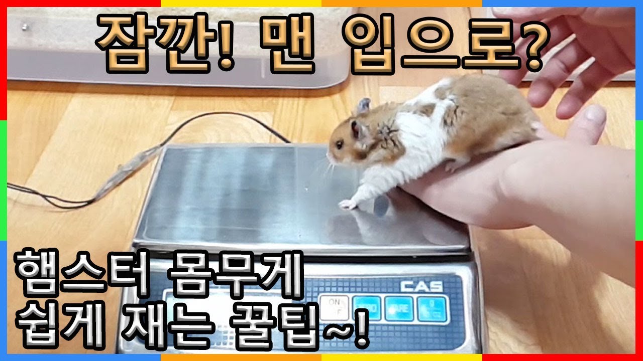 움직이는 햄스터 몸무게 쉽게 재는 방법 Youtube