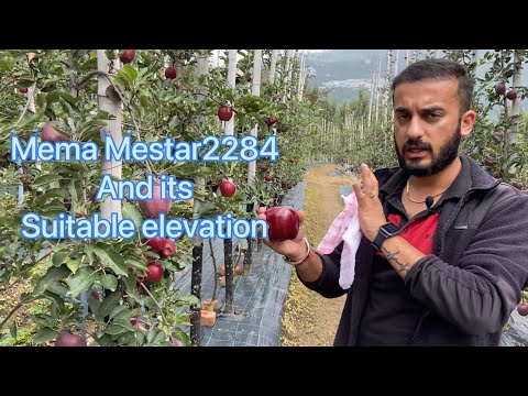 Mema Mestar 2284 suitable elevation