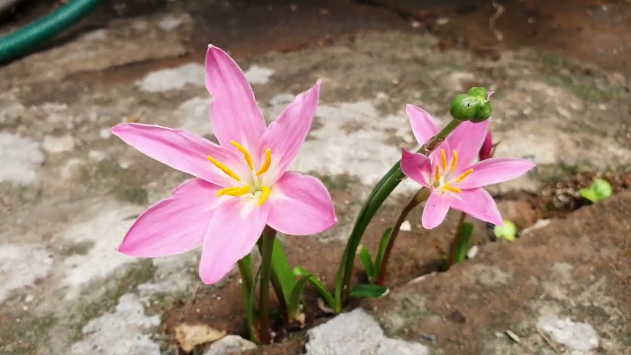 La "Tempranilla" Video especial para los Plantlovers. #plantlovers # ...