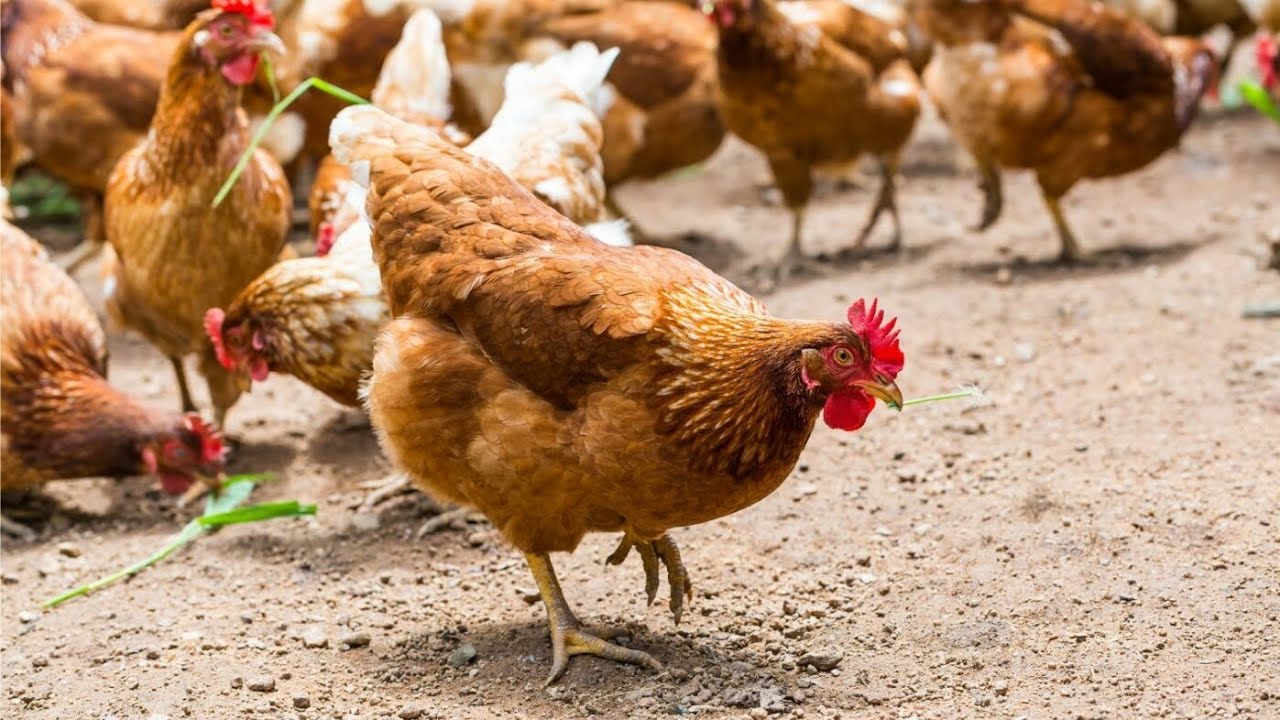 Hen vlogs |Hen voice | hen sound Murgi ki video - YouTube