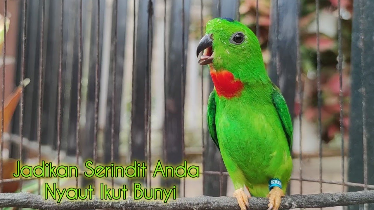 Serindit Gacor || Serindit Anda Gak Akan Diam Mendengar Variasi Suara ...