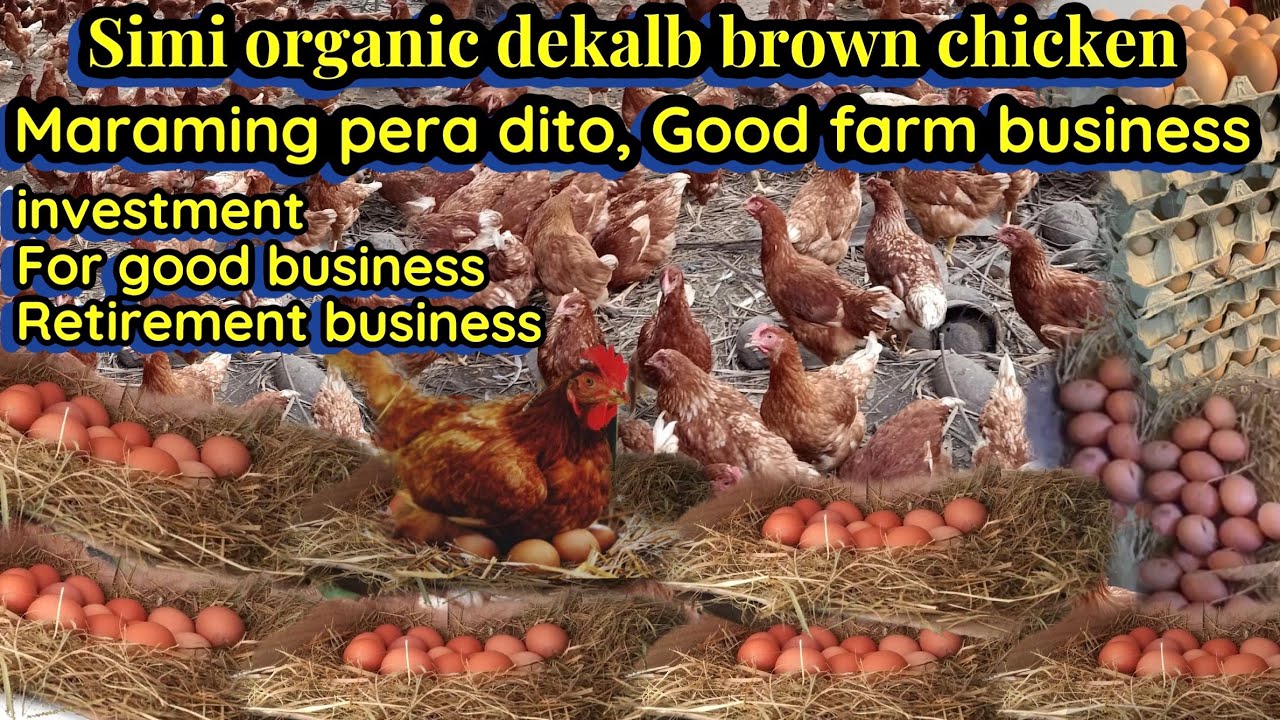 Simi organic dekalb brown chicken Good farm business - YouTube