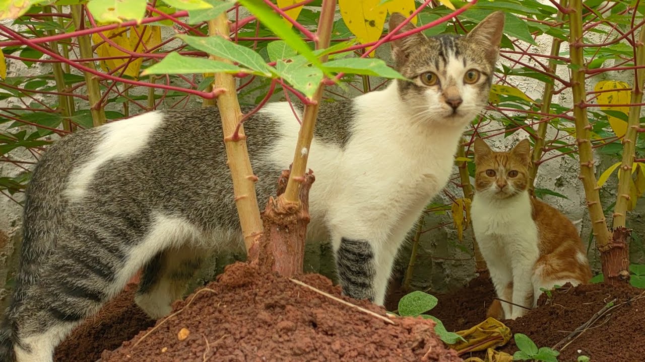 Meet a Cute Cat in the Bushes of a Cassava Garden - YouTube