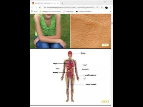 Everybody Has a Body CKLA K2B2 - YouTube