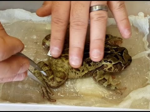How to preserve frog specimens for museum collections - YouTube