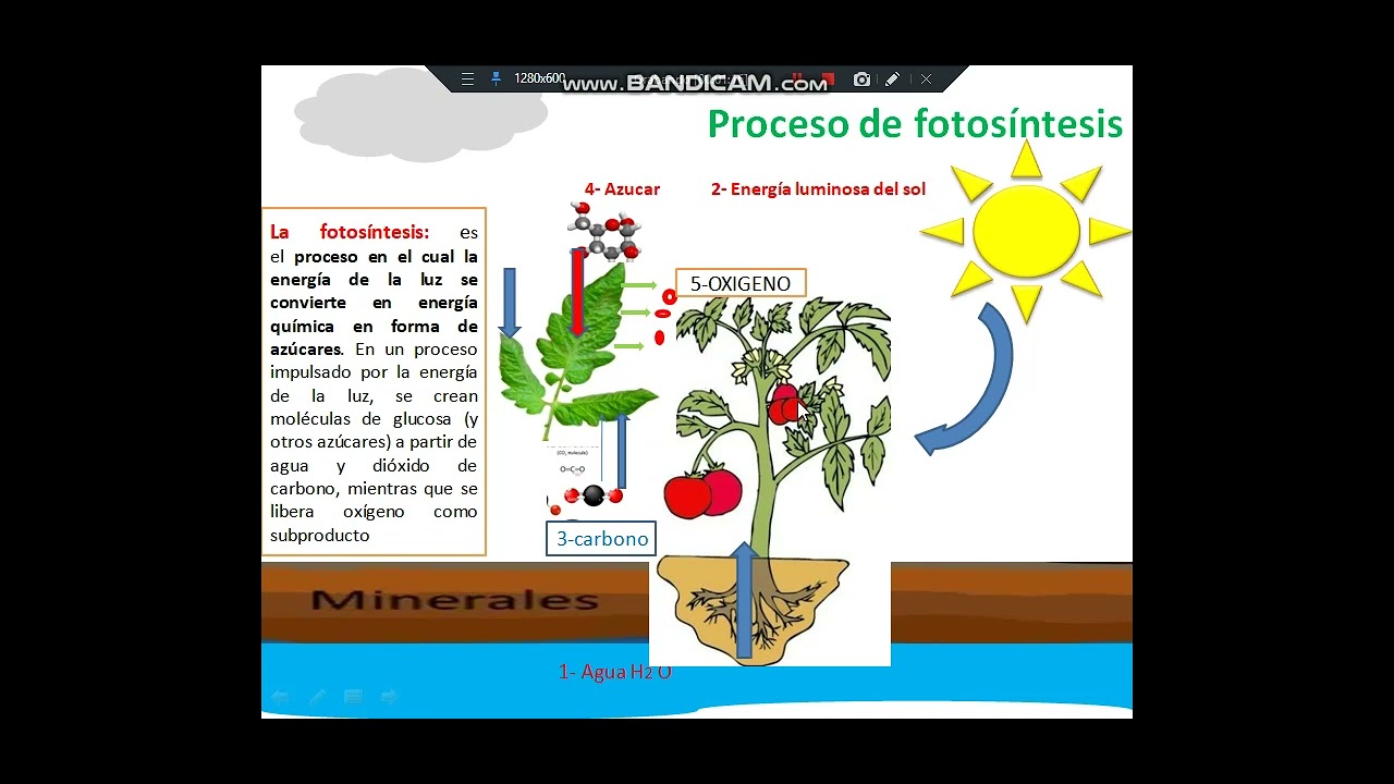Video Naturales La Fotosintesis Youtube