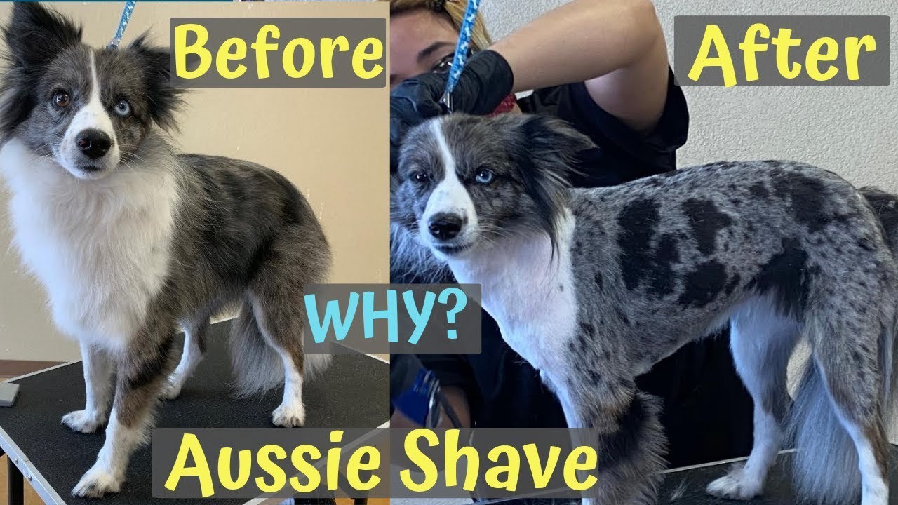 Shave down on Aussie // IS IT CUTE? - YouTube