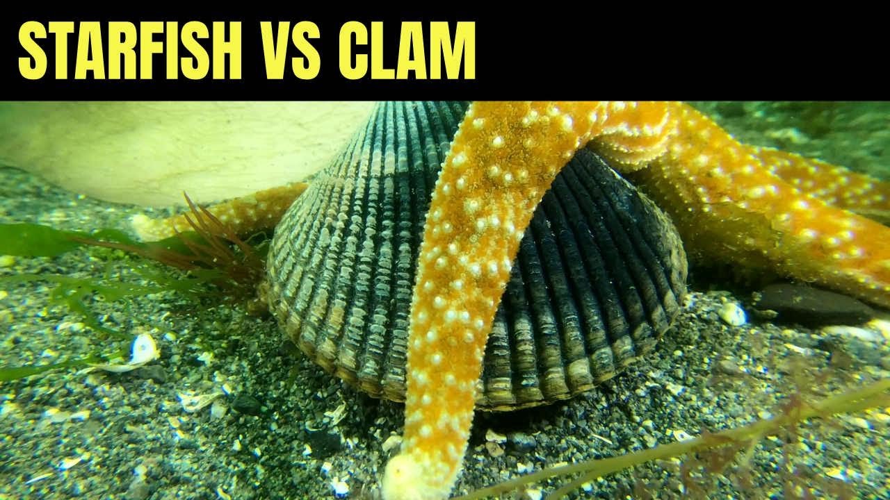 Clam Defeats Starfish | Salish Sea Marine Wildlife | Timelapse - YouTube