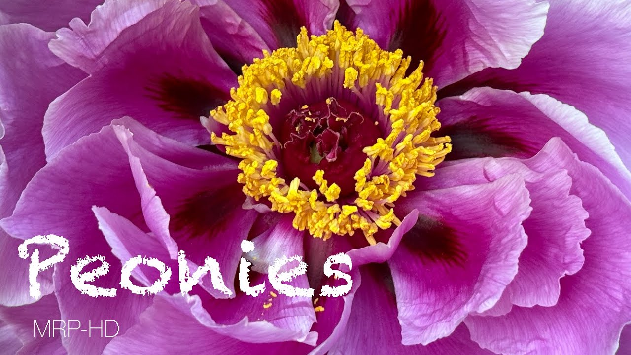 Peonies - Japan - YouTube